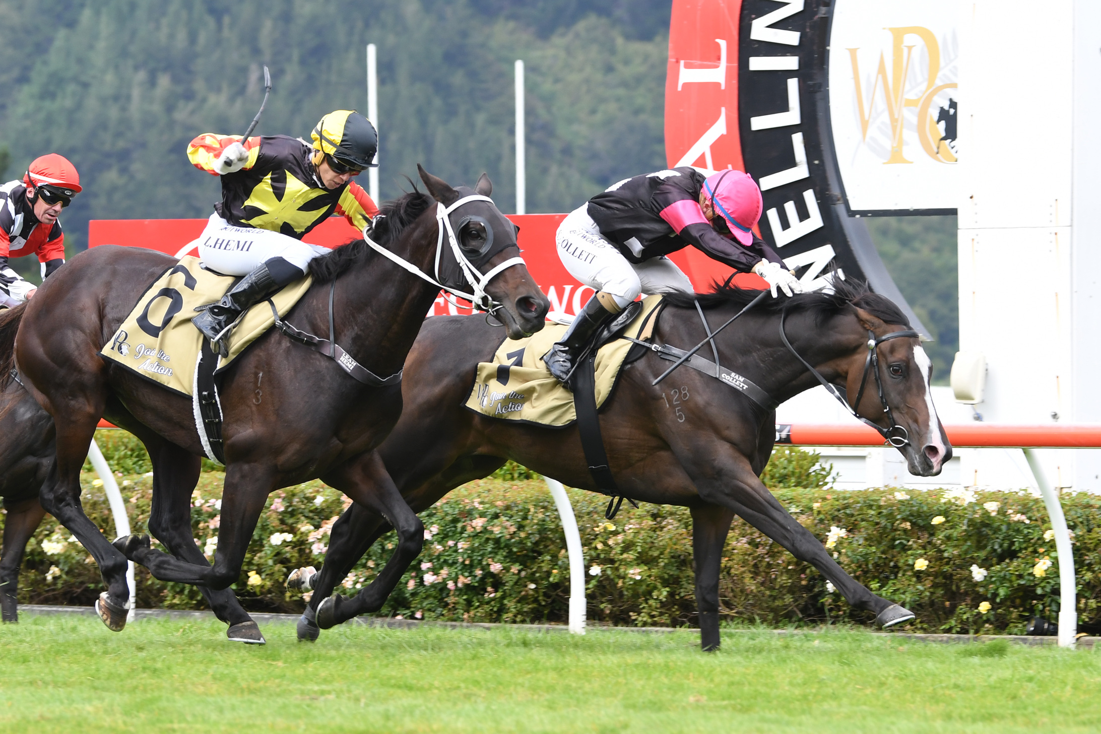 Coventina Bay (NZ) Heads Karaka Quinella in Cuddle | New Zealand ...