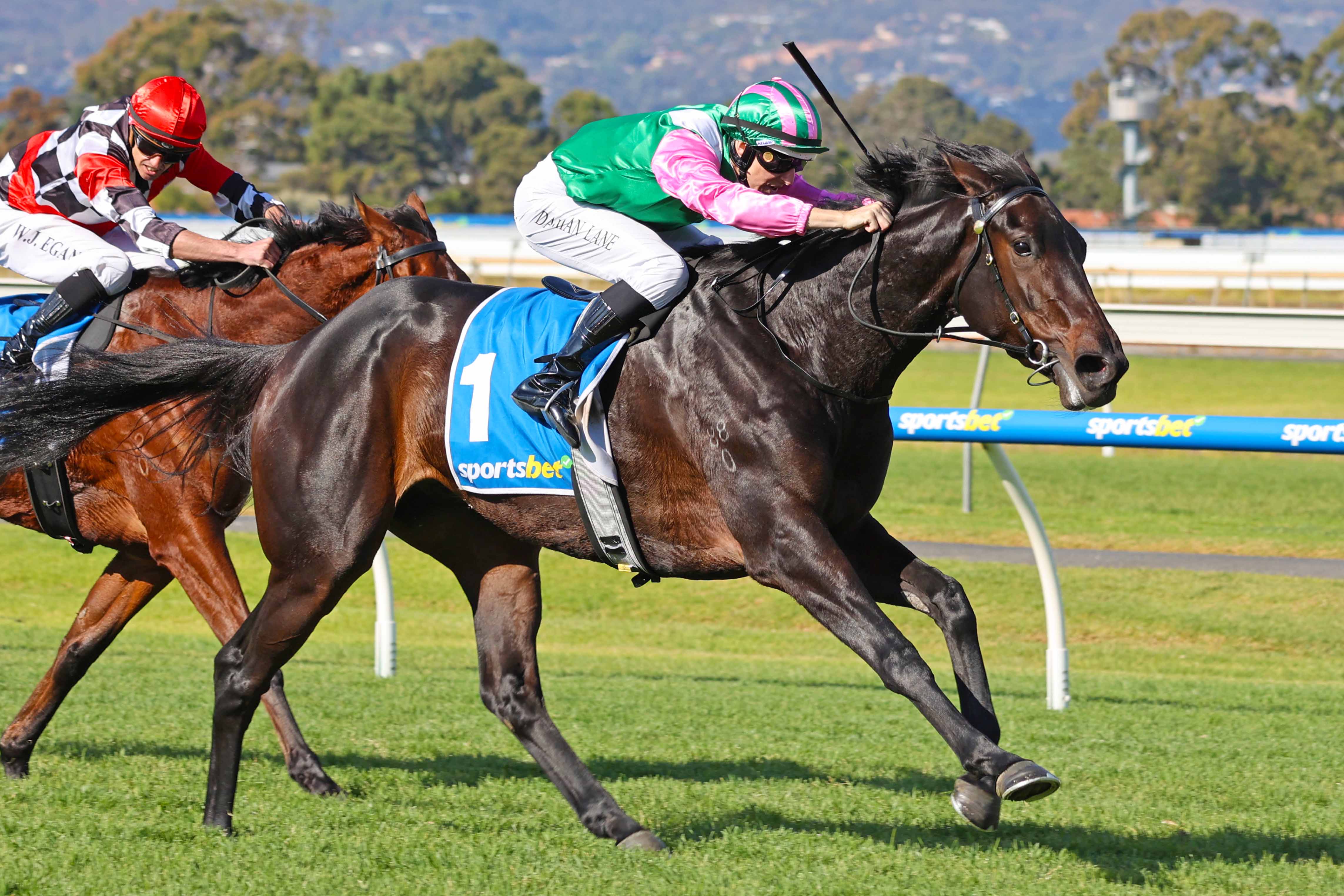 Positivity (NZ) Stars in SA Fillies’ Classic | New Zealand Bloodstock ...
